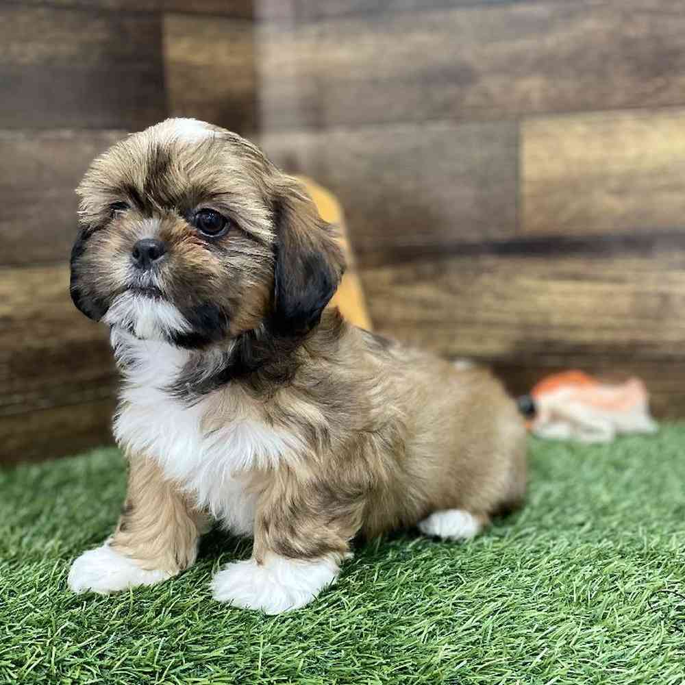 About Shih-Apso Breed