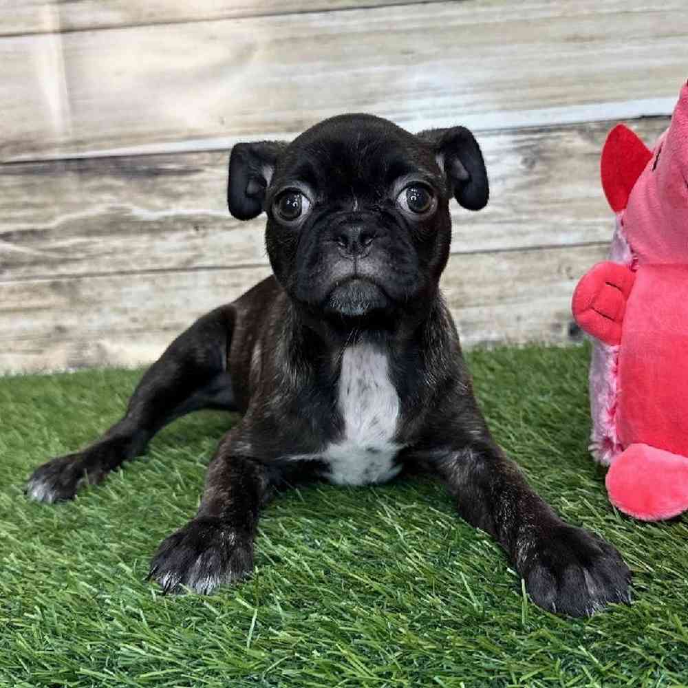 Bugg For Sale | Pet Express Saugus