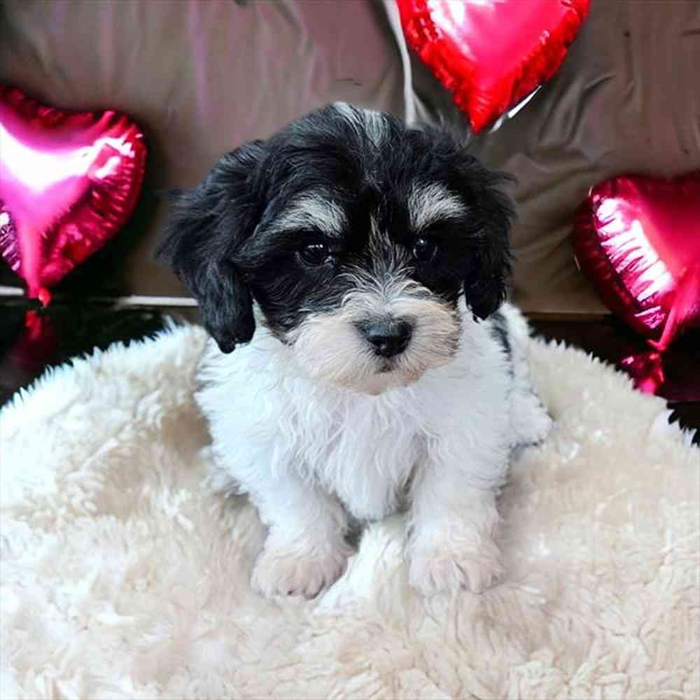 La-Chon For Sale | Pet Express Braintree