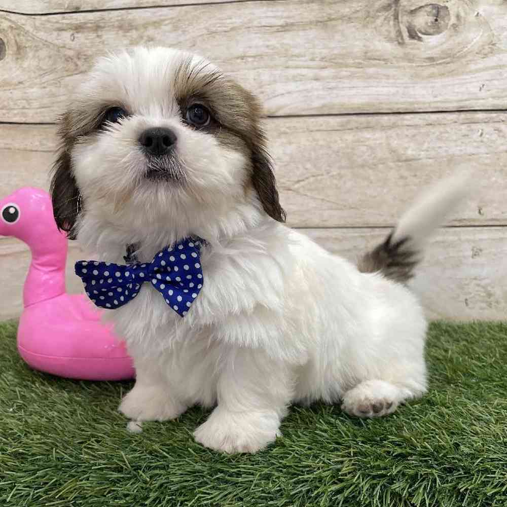 Shih-Apso For Sale | Pet Express Braintree