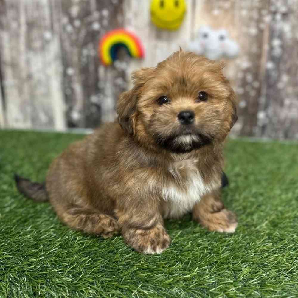 Lhasa Apso For Sale | Pet Express Saugus
