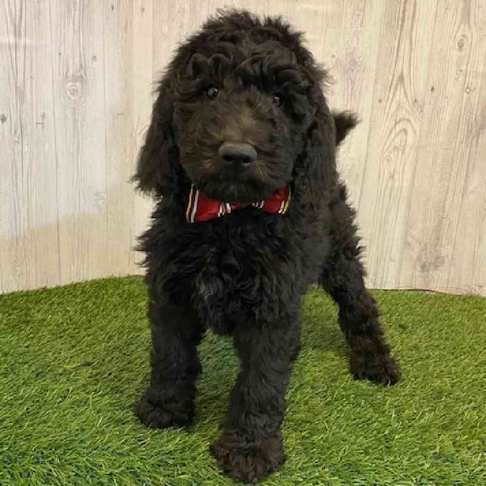 About Poodle Moyen (Medium) Breed