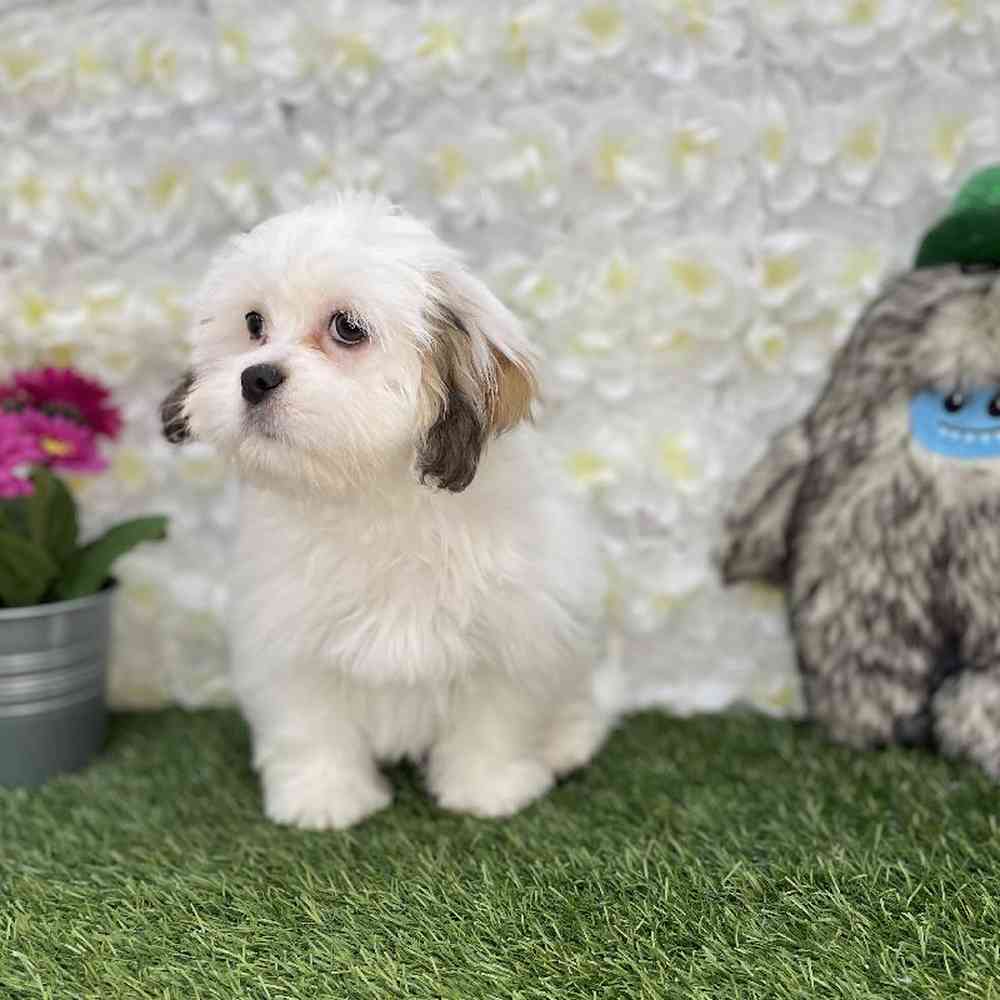 Lhasa Apso For Sale | Pet Express Braintree