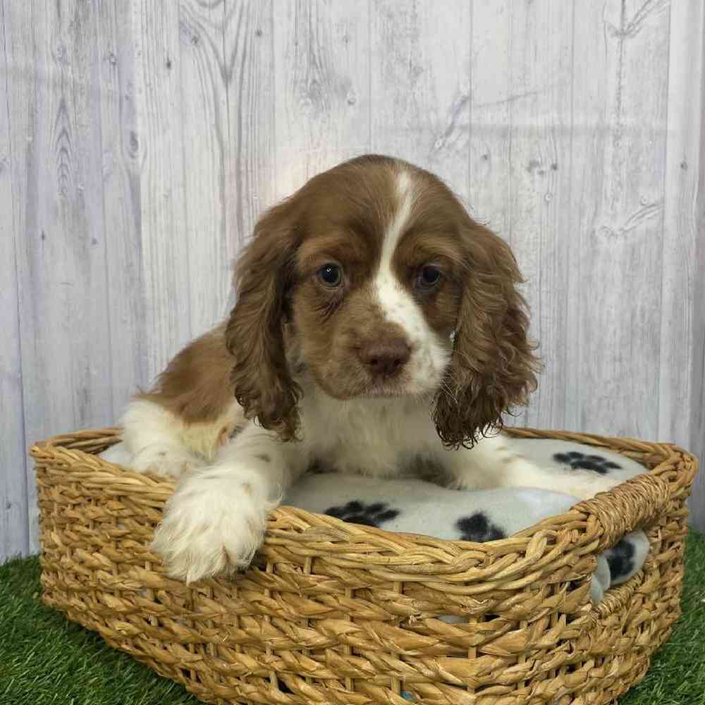 Cocker Spaniel For Sale | Pet Express Saugus