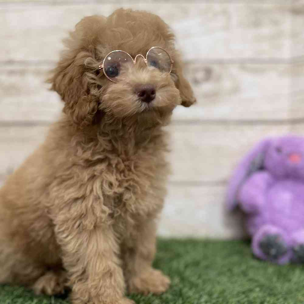 Mini NewfyPoo For Sale | Pet Express Braintree