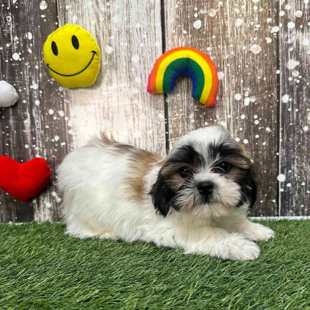 Hava Tzu For Sale | Pet Express Saugus
