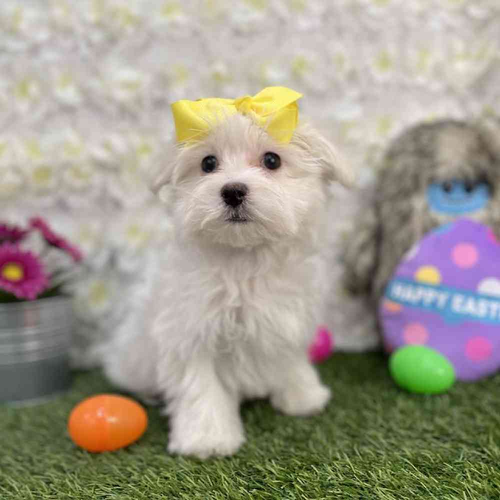 Maltese For Sale | Pet Express Braintree