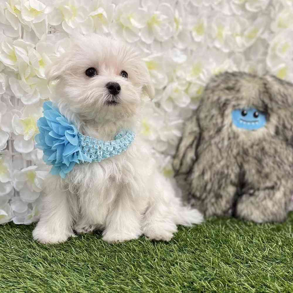 Maltese For Sale | Pet Express Braintree