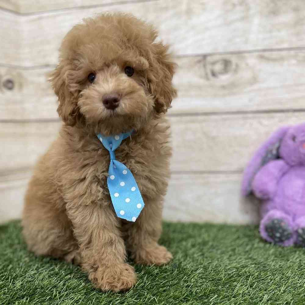 Mini NewfyPoo For Sale | Pet Express Braintree