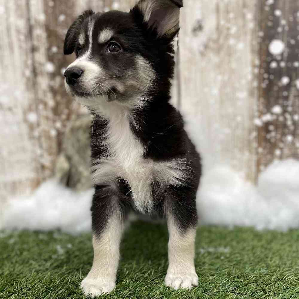 Australian Husky For Sale | Pet Express Braintree