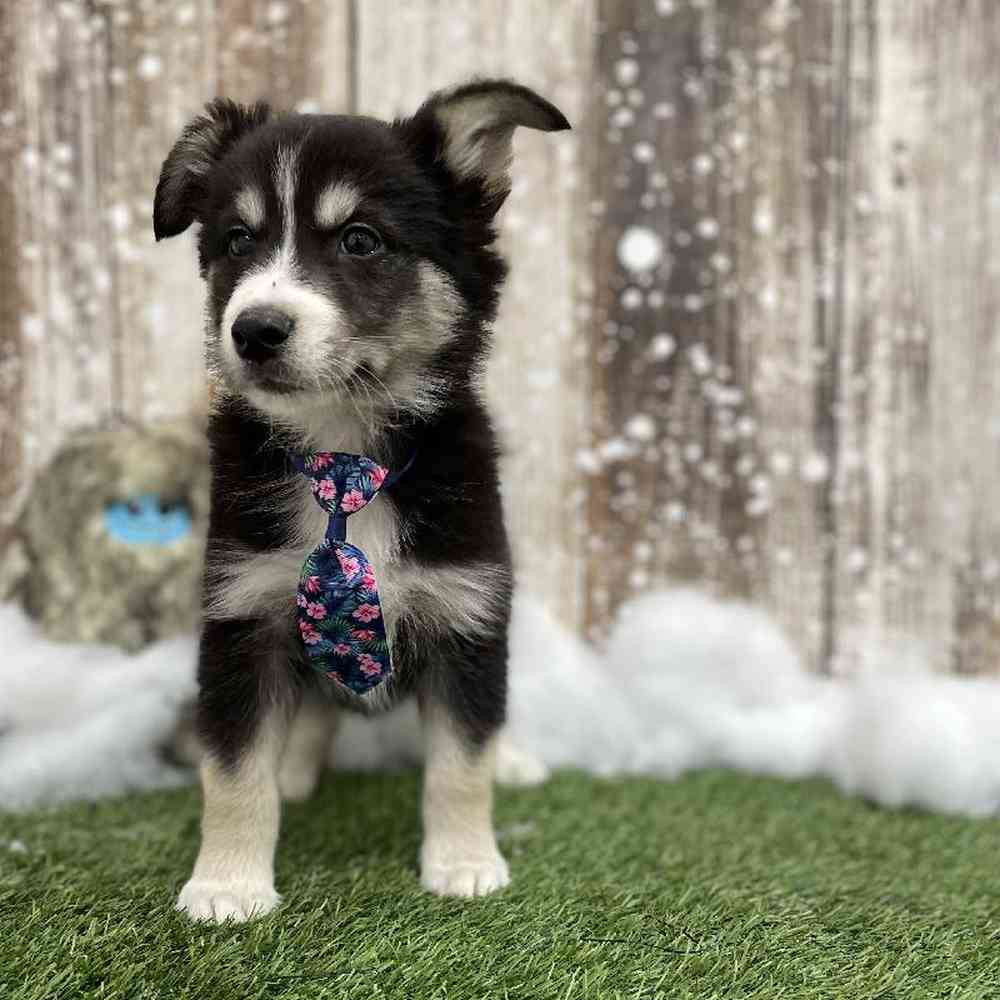 Australian Husky For Sale | Pet Express Braintree