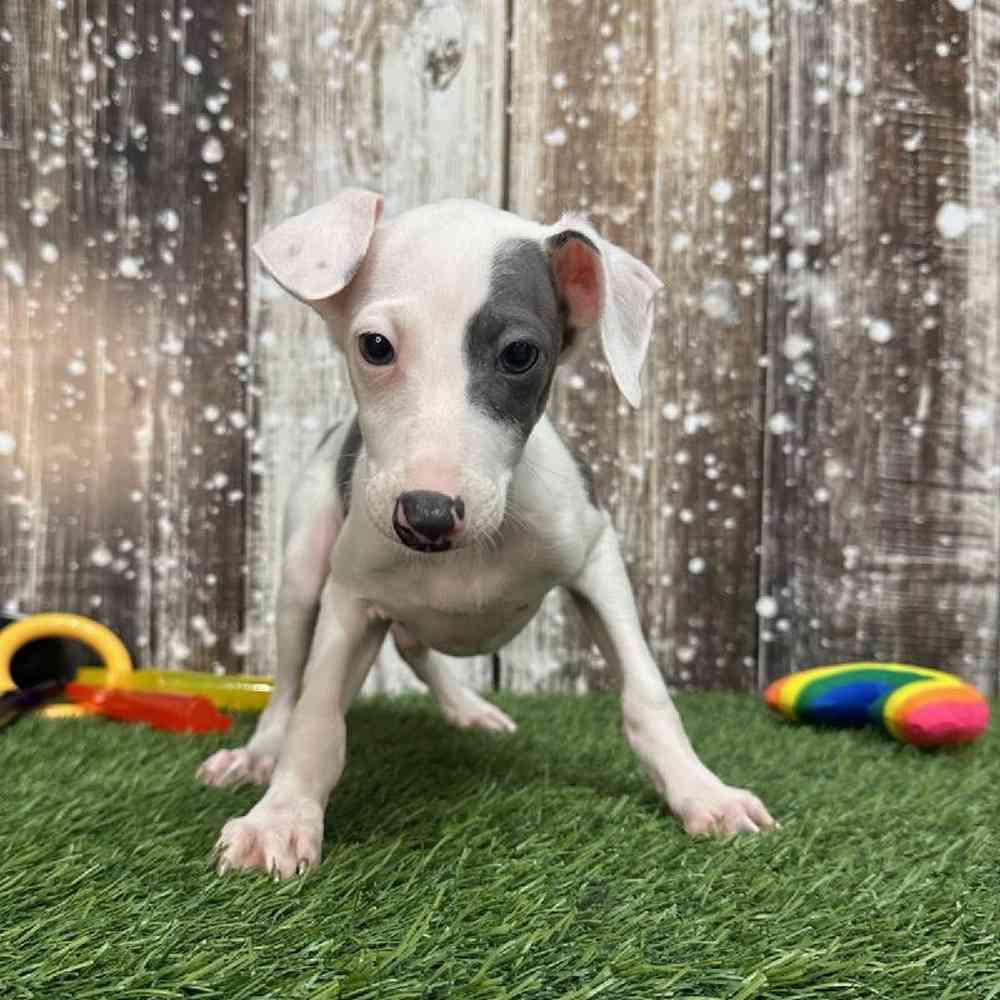 Italian Greyhound For Sale | Pet Express Saugus