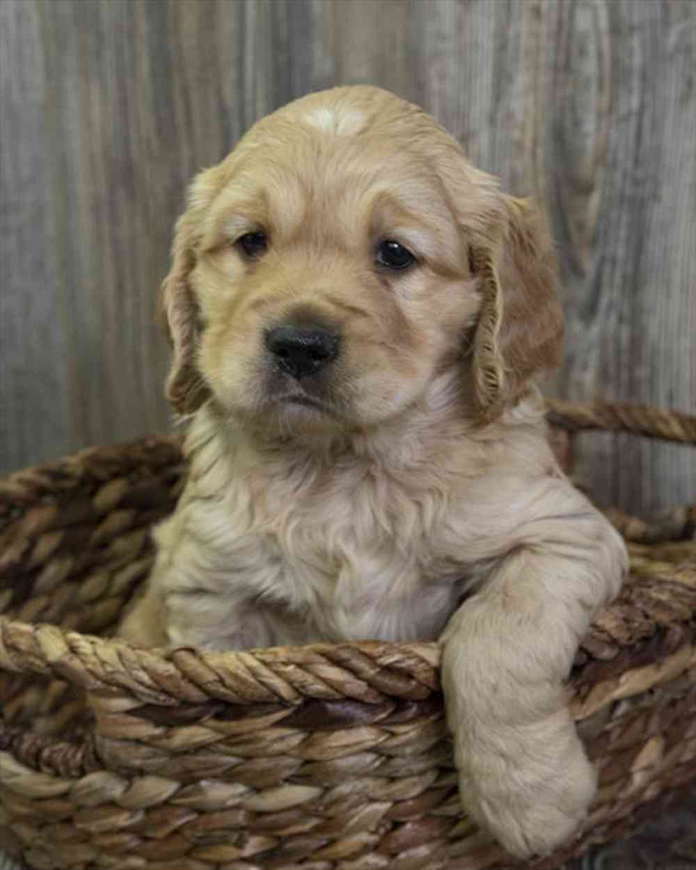 About Golden Cocker Retriever Breed