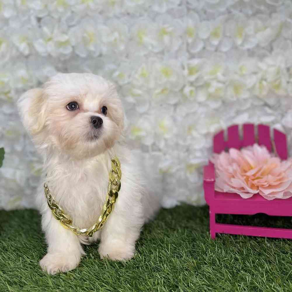 La-Chon For Sale | Pet Express Braintree