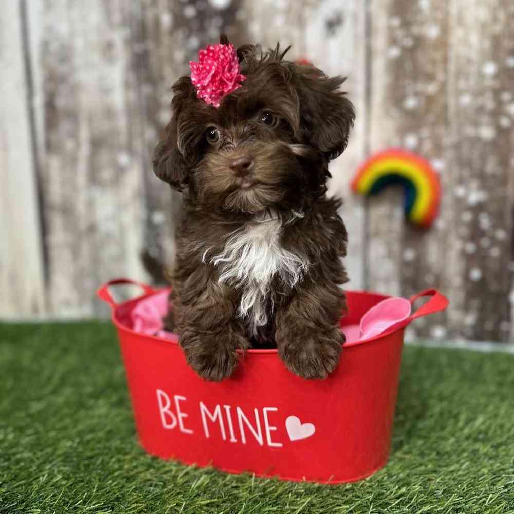 Havapoo For Sale | Pet Express Saugus