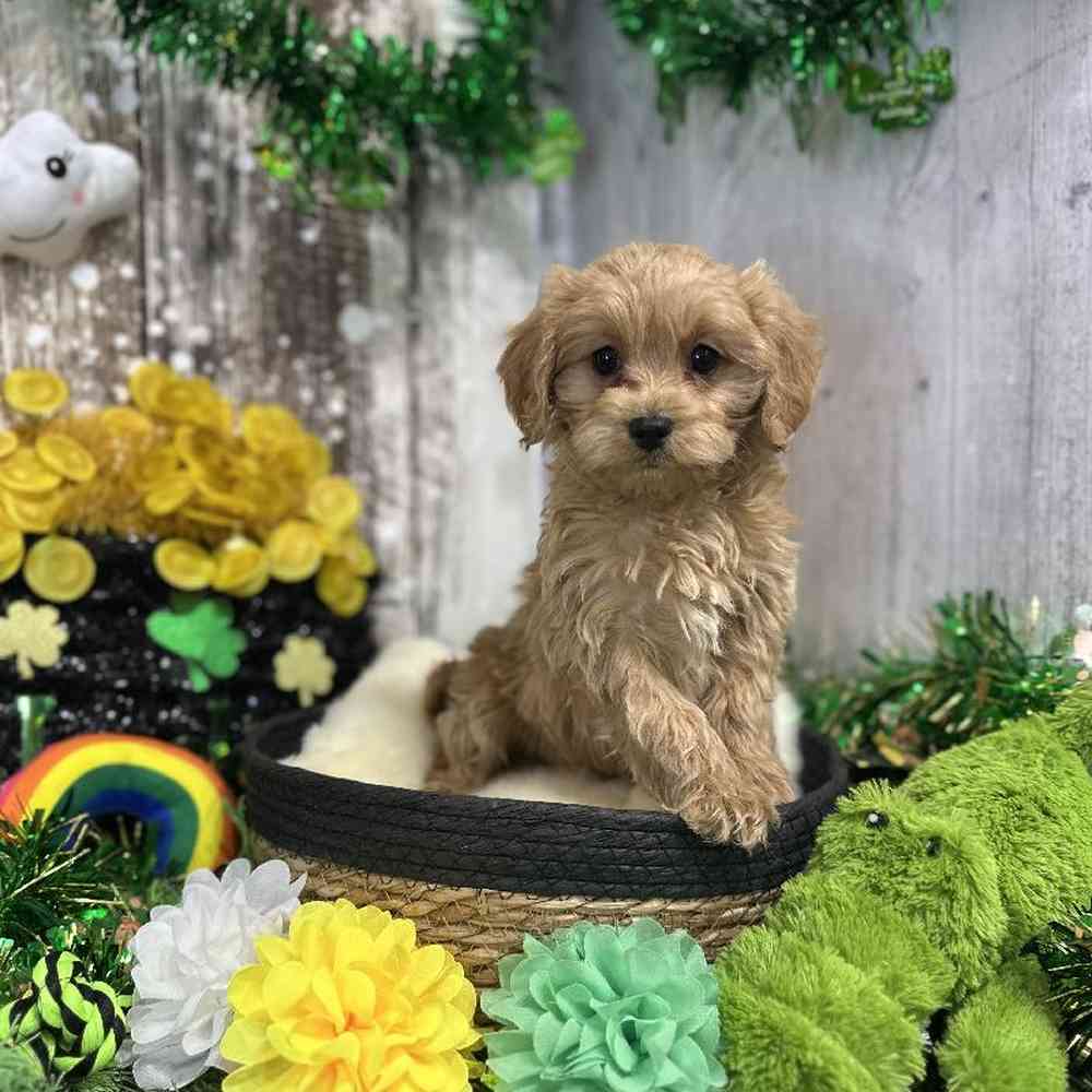 Cavapoo 2nd Gen For Sale | Pet Express Saugus