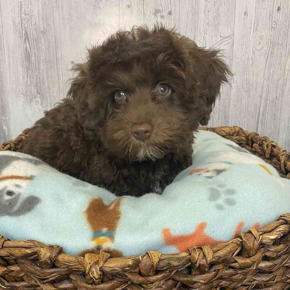 Havapoo For Sale | Pet Express Saugus