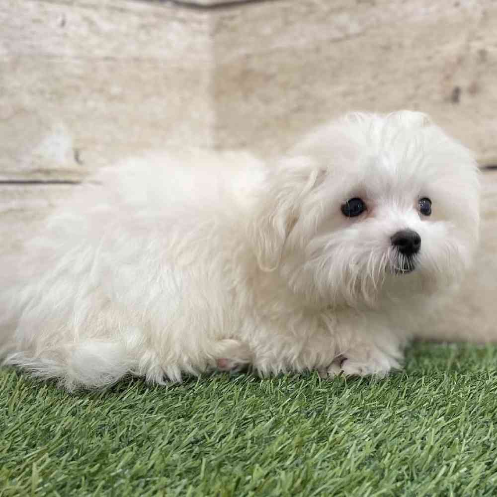 Maltese For Sale | Pet Express Braintree