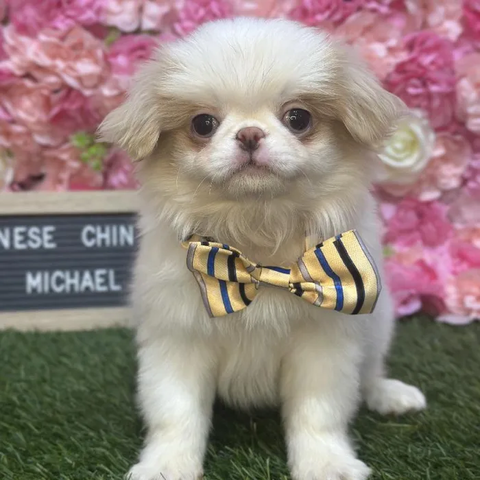 Japanese Chin For Sale | Pet Express Saugus