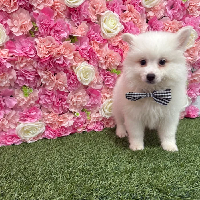 American Eskimo For Sale | Pet Express Braintree