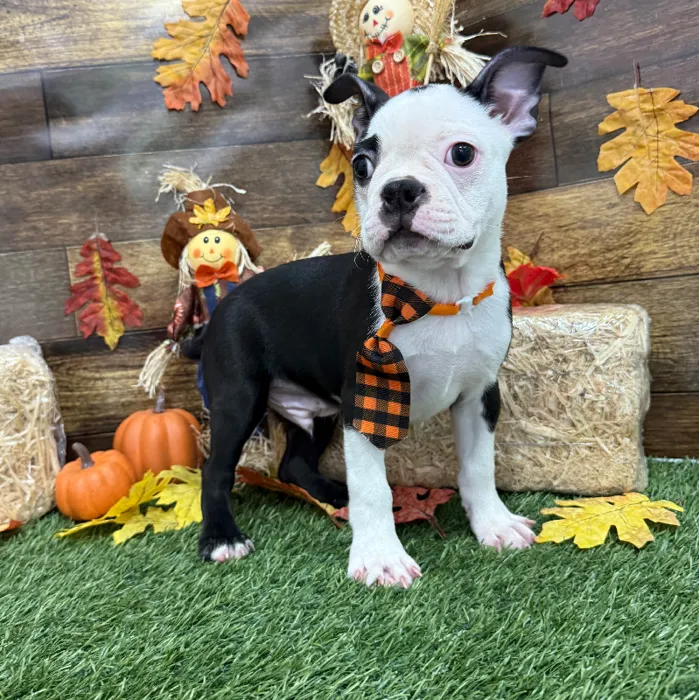 Boston Terrier For Sale | Pet Express Braintree