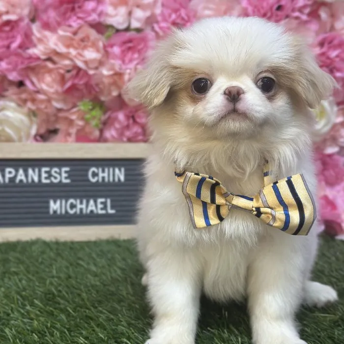 Japanese Chin For Sale | Pet Express Saugus