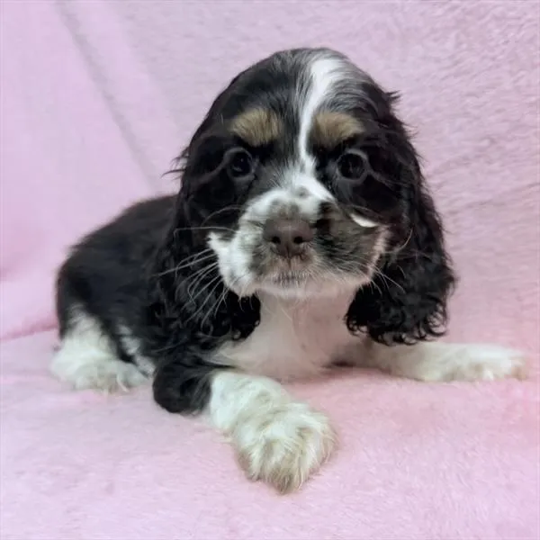 Cocker Spaniel For Sale | Pet Express Saugus