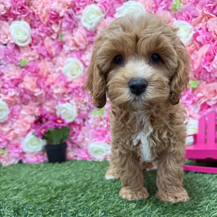 Cockapoo For Sale | Pet Express Braintree
