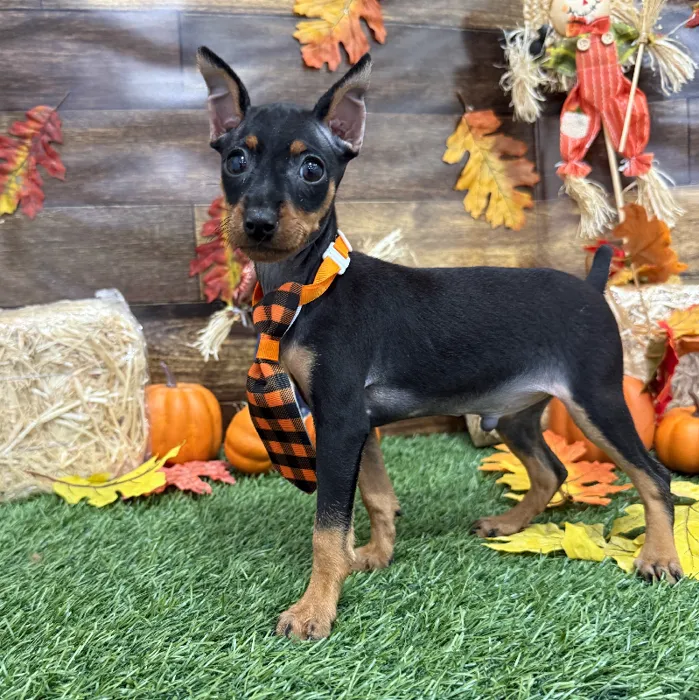 Miniature Pinscher For Sale | Pet Express Braintree