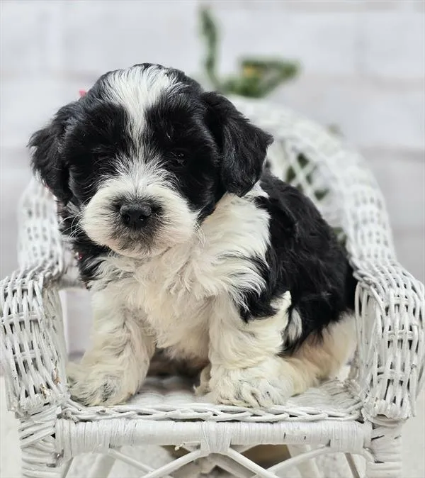 Lhasa-Poo For Sale | Pet Express Braintree