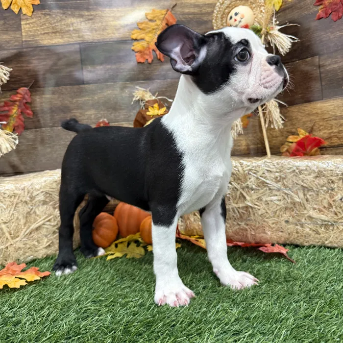Boston Terrier For Sale | Pet Express Braintree
