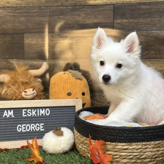American Eskimo For Sale | Pet Express Saugus