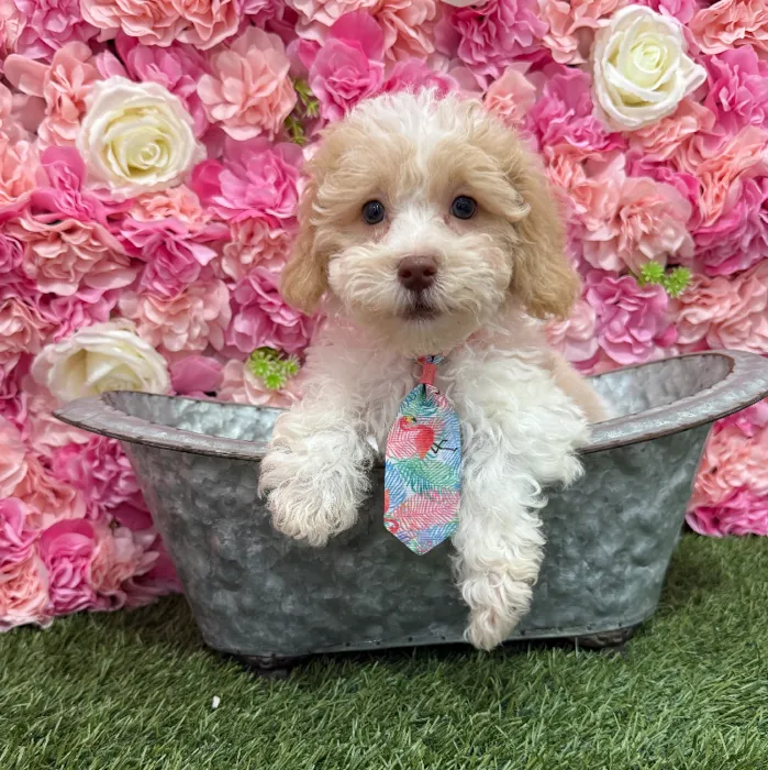 Havapoo For Sale | Pet Express Braintree