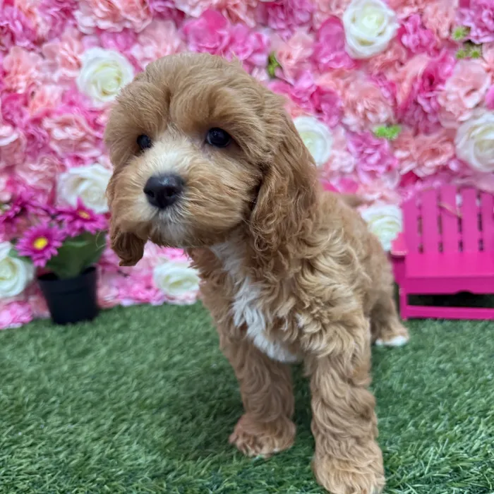 Cockapoo For Sale | Pet Express Braintree