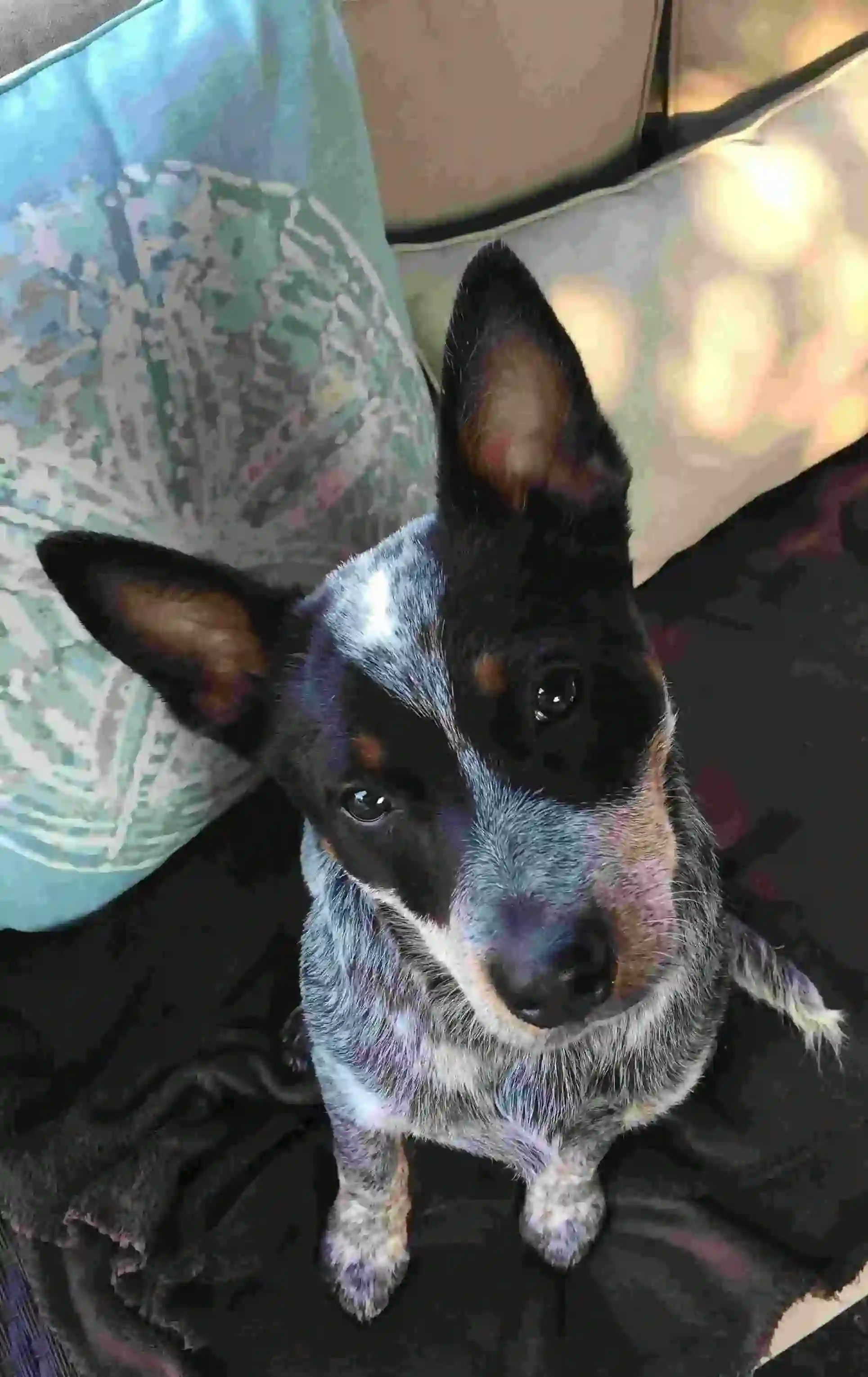 Pet Express Boston | Boston's Happiest Pet Store